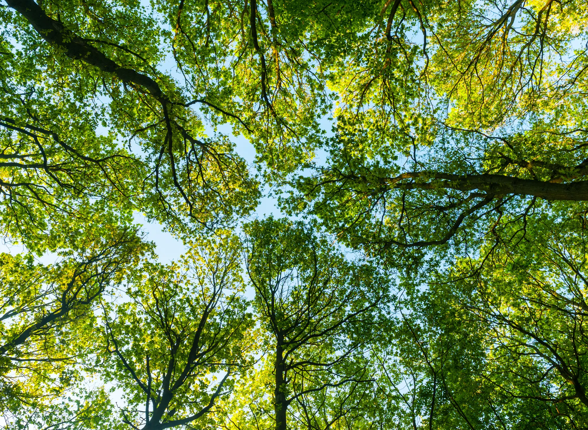 How to interpret ESRS E4: Biodiversity and ecosystems (Updated June 2025)